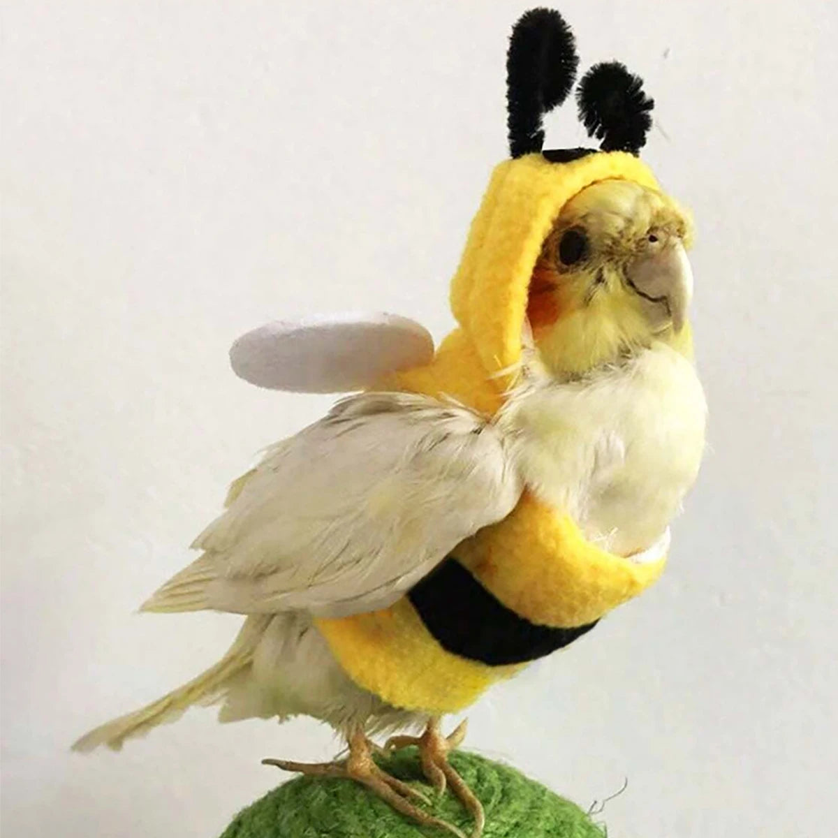 Cute Bee Costume for Pet Parrots – Pets Allure